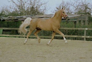 Kinsky horse - Alchetron, The Free Social Encyclopedia